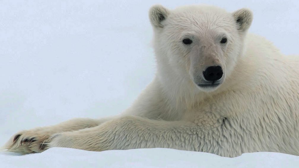 BBC Two - Operation Iceberg, Series 1, Life and Death of a 'Berg, Andy ...