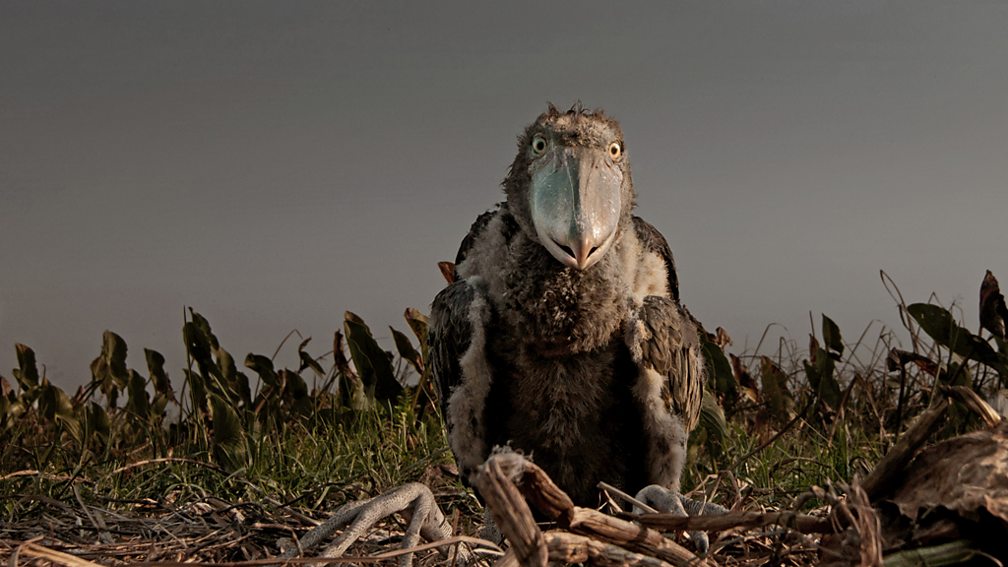 BBC One - Africa, Savannah, Prehistoric bird
