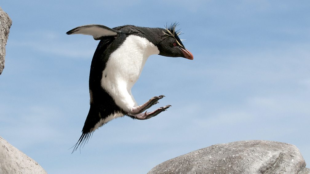 BBC One - Penguins - Spy in the Huddle, The Journey, First encounter ...