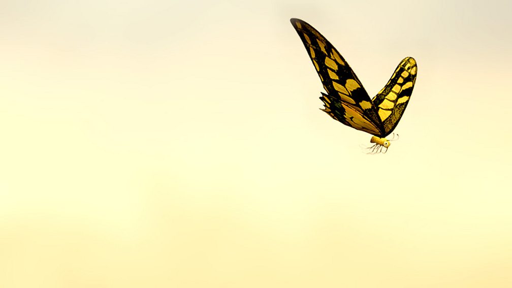 BBC Four - Minuscule: The Private Life of Insects - Episode guide