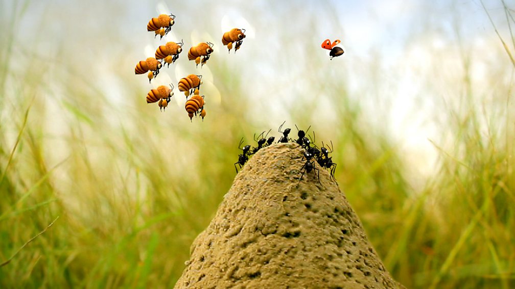 BBC Four - Minuscule: The Private Life of Insects - Episode guide