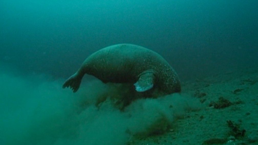 BBC Two - Natural World, 2013-2014, Walrus: Two Tonne Tusker, Fox ...