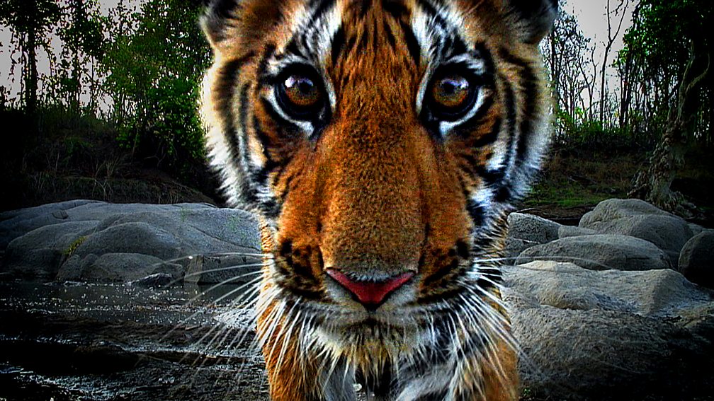 BBC One - Tiger - Spy in the Jungle