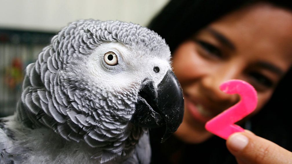 BBC One - Super Smart Animals