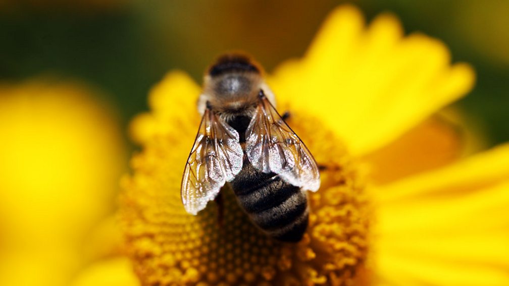 BBC Two - Bees, Butterflies and Blooms
