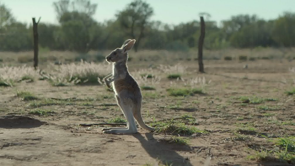 BBC Two - Kangaroo Dundee