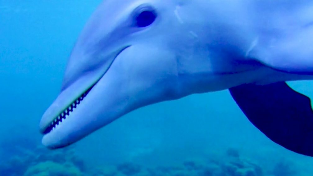 BBC One - Dolphins - Spy in the Pod