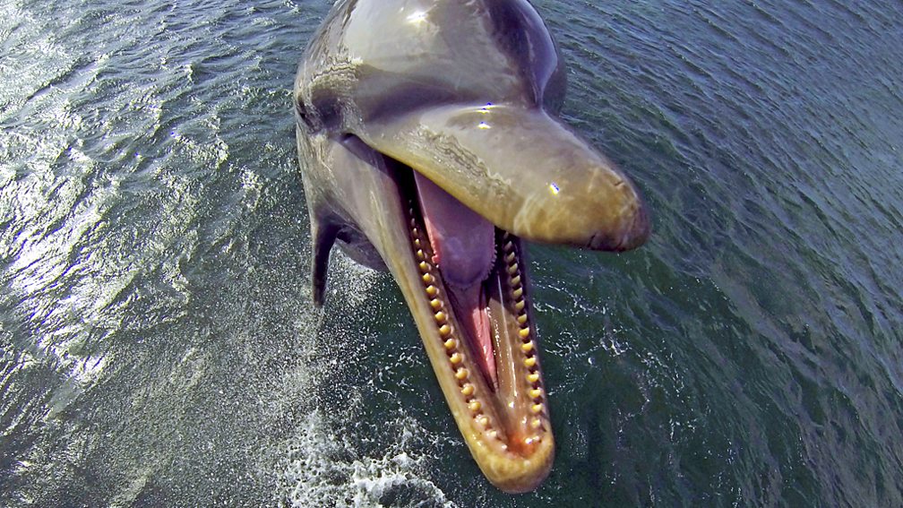 BBC One - Dolphins - Spy in the Pod - Episode guide