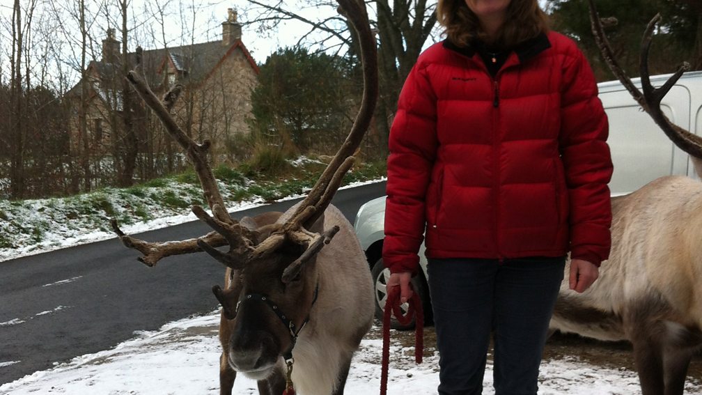 BBC Radio 4 - On Your Farm, Reindeer Herd