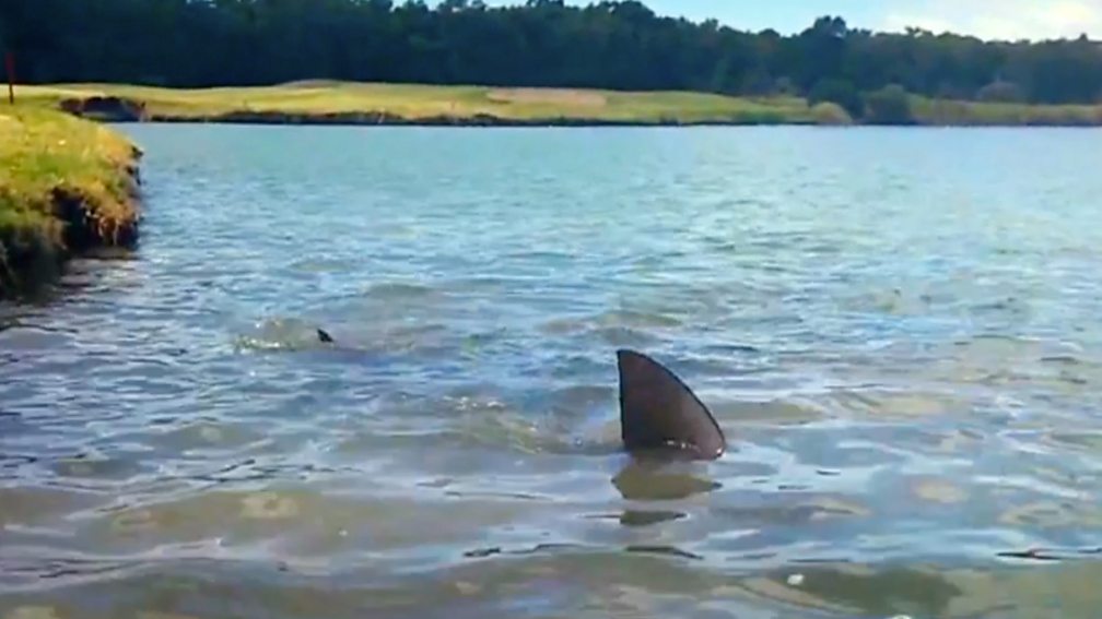 BBC Two - Nature's Weirdest Events, Series 3, Episode 1, Golfing with ...