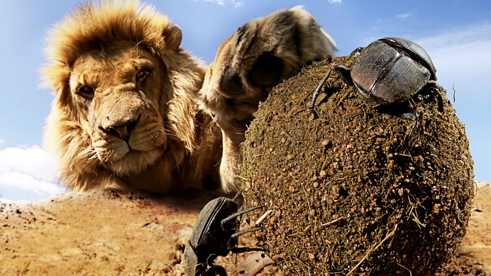 BBC One - Hidden Kingdoms