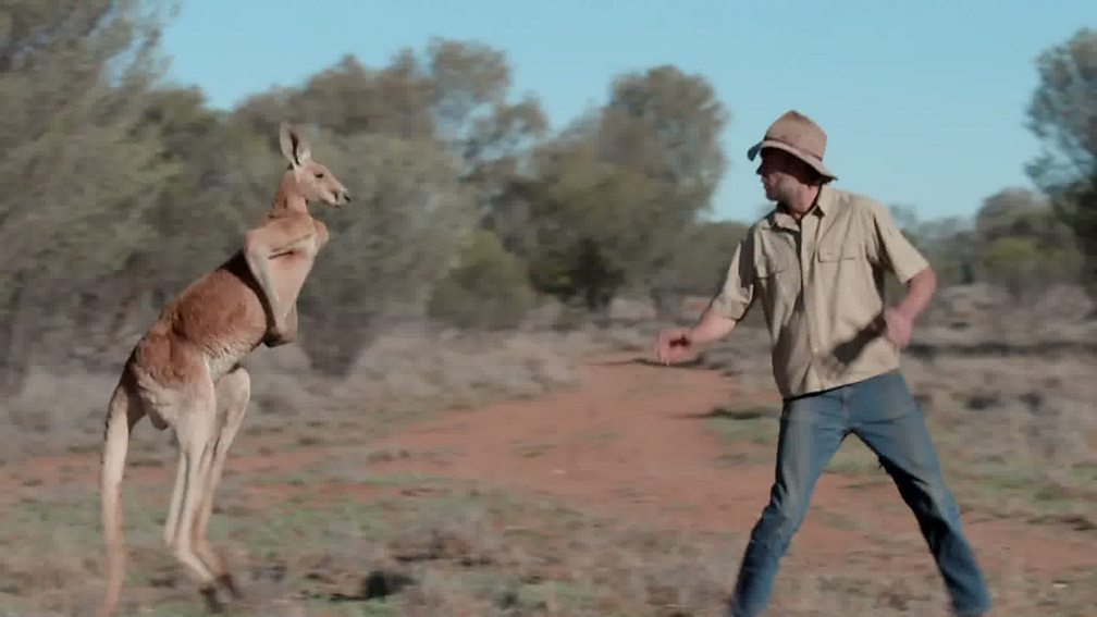 BBC Two - Kangaroo Dundee