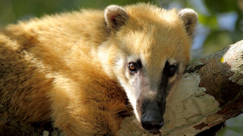 BBC Two - Wild Brazil