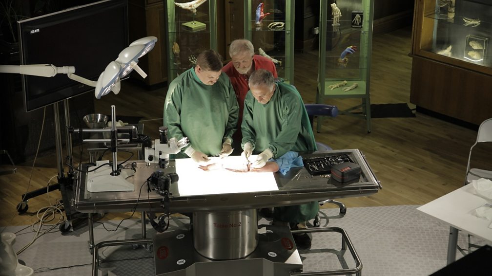 BBC Four - Dissected, The Incredible Human Hand, Which finger could you ...