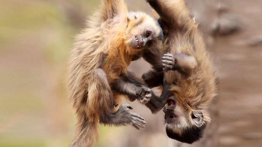 BBC Two - Wild Brazil - Tufted capuchin