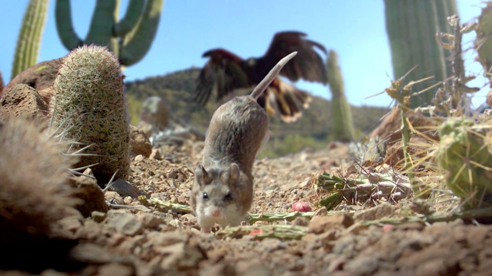 BBC One - Hidden Kingdoms - Grasshopper mouse