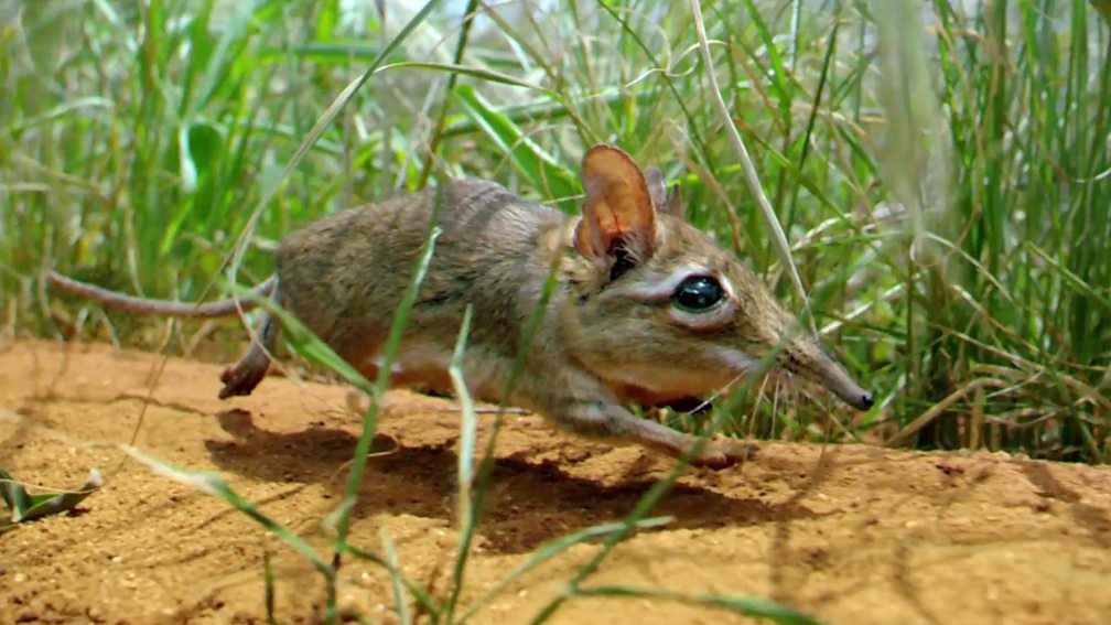 BBC One - Hidden Kingdoms - Rufous elephant shrew (sengi)