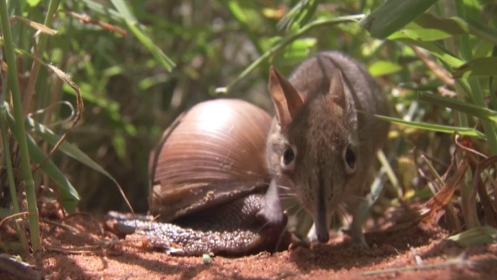BBC One - Hidden Kingdoms - Rufous elephant shrew (sengi)