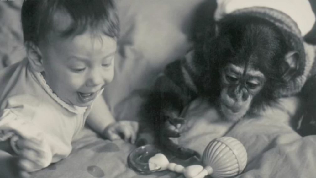 BBC Two - Project Nim