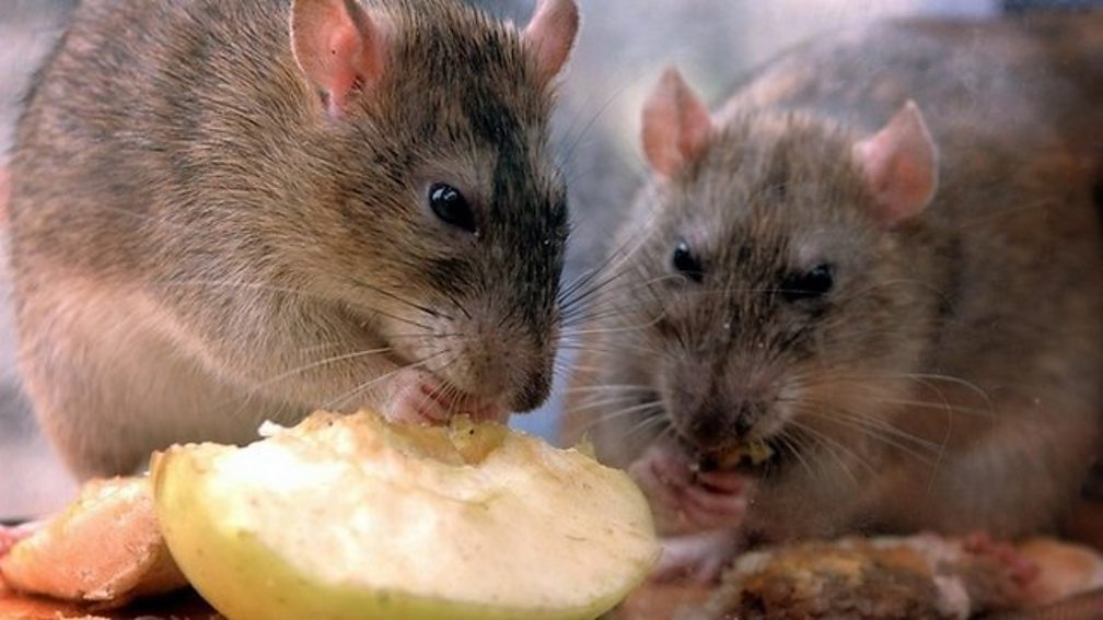 BBC - Pests and Vermin