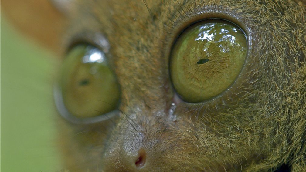 BBC One - Monkey Planet - Aye aye
