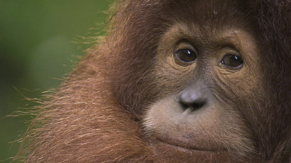 BBC One - Monkey Planet - Aye aye