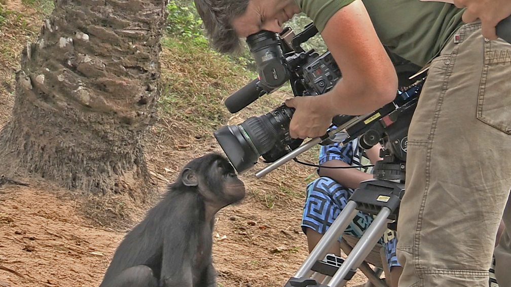 BBC One - Monkey Planet