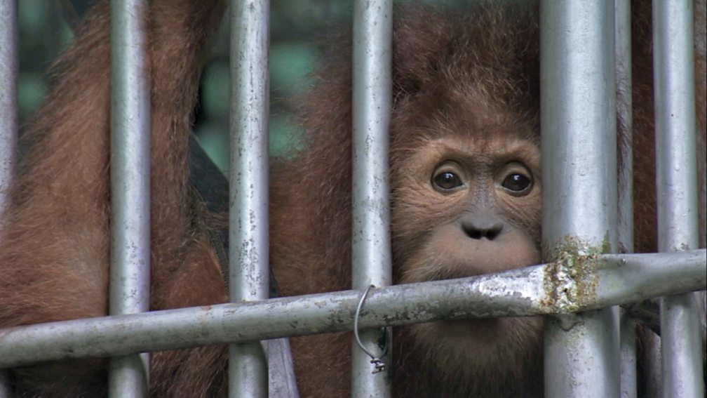 BBC One - Monkey Planet