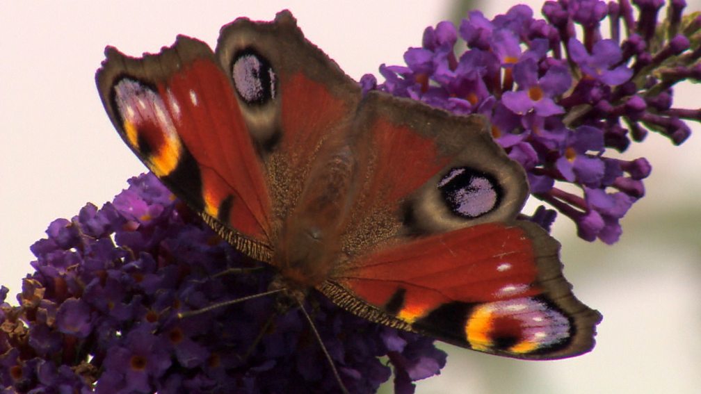 BBC Two - Gardeners' World, 2014, Episode 3, Buddlejas & butterflies