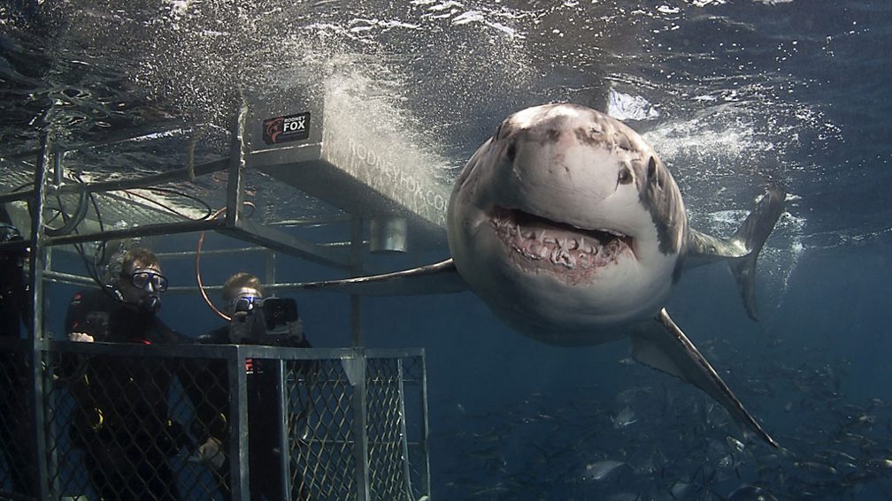 BBC World Service - Discovery, Inside the Shark's Mind