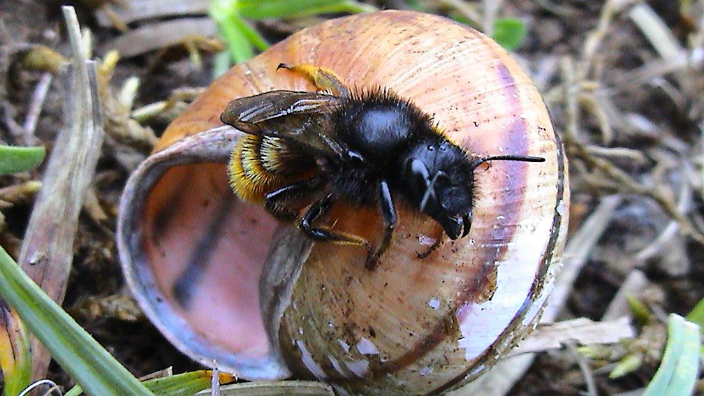 BBC Radio 4 - Living World, A Shell Nesting Bee, A Shell Nesting Bee ...