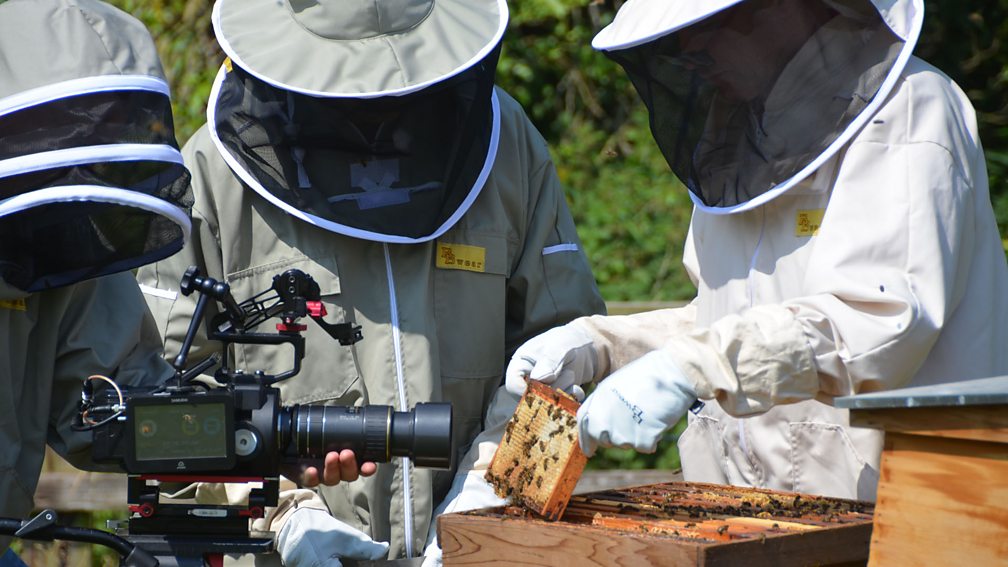 BBC Two - Hive Alive