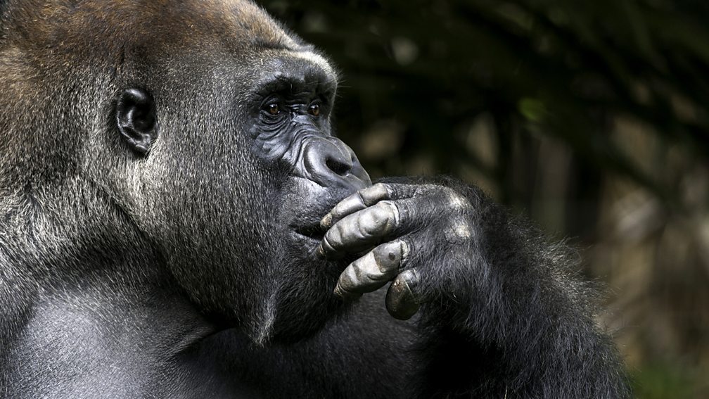 BBC Four - The Wonder of Animals - Wonder facts: Foxes