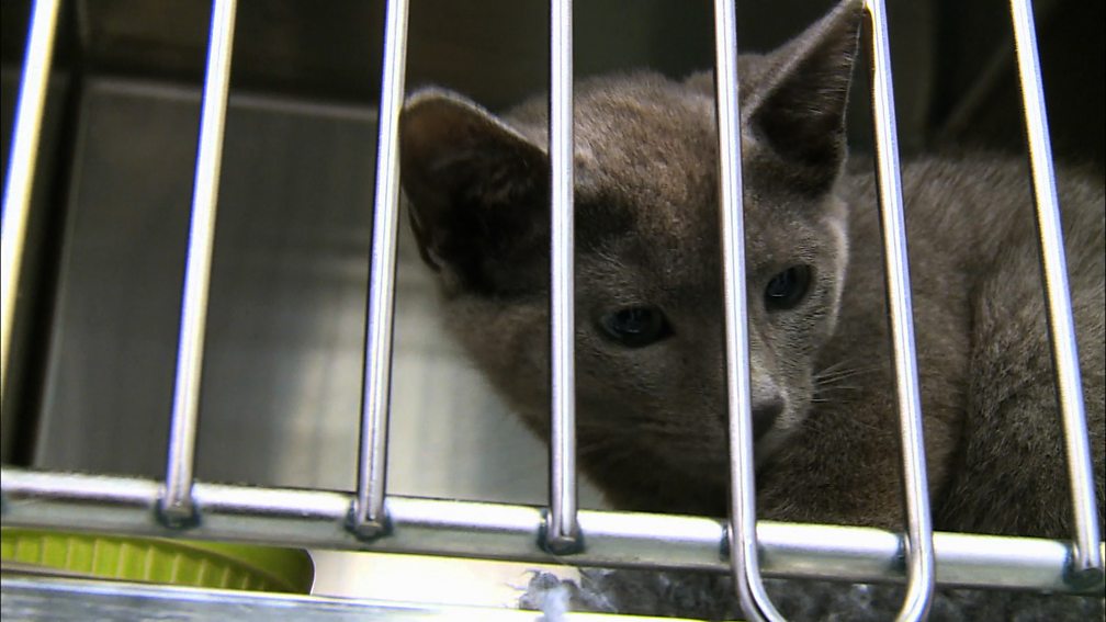 BBC Two - Young Vets - Elly Berry