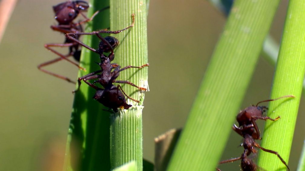 BBC Four - The Wonder of Animals - Wonder facts: Ants
