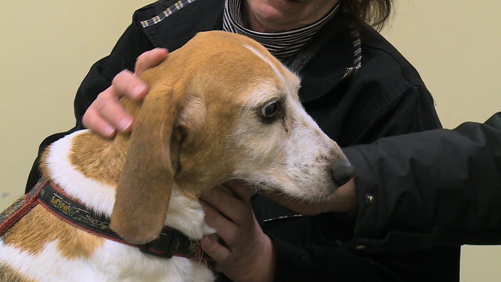 BBC Two - Young Vets