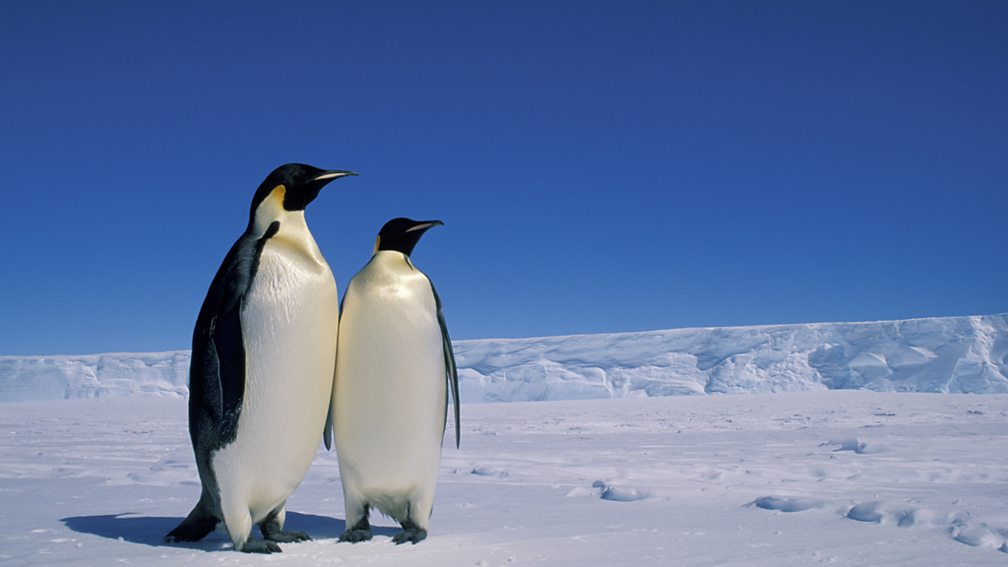 BBC - BBC Earth, Emperor penguins - The Greatest Wildlife Show on Earth.mov