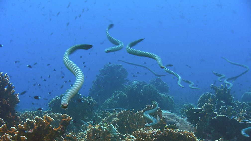 BBC Four - The Wonder of Animals