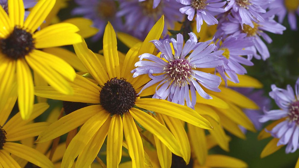 BBC Two - Gardeners' World, 2014, Episode 30, Rachel’s cut flower diary ...