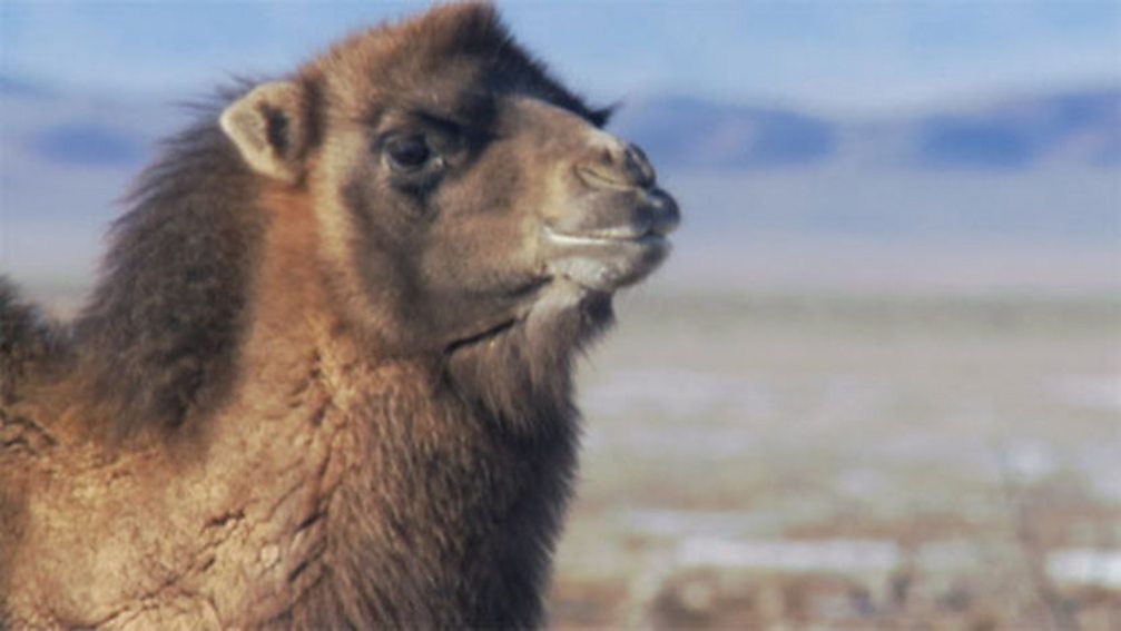 bbc-one-planet-earth-deserts-short-version