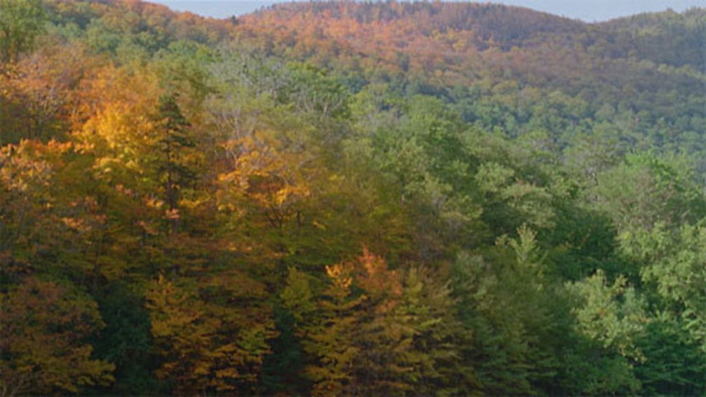 BBC One - Planet Earth, Seasonal Forests, Autumn colours