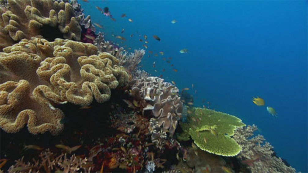 BBC One - Planet Earth, Shallow Seas, Hydroplaning dolphins