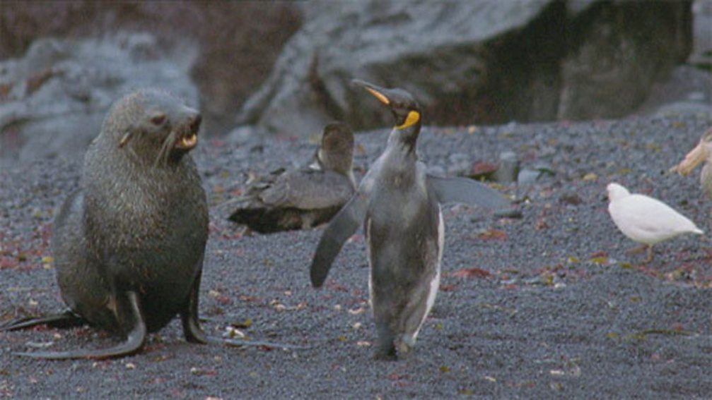 BBC One - Planet Earth, Shallow Seas, Hydroplaning dolphins