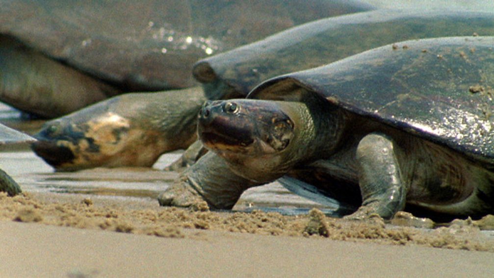 BBC Two - Andes to Amazon, Mighty Amazon, River turtle race