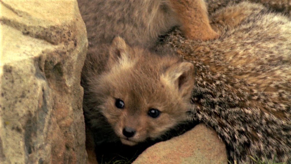 BBC Two - Andes to Amazon, Mighty Amazon, Mighty river