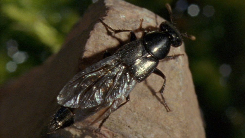 BBC One - Life in the Undergrowth, Taking to the Air, Beetle flight