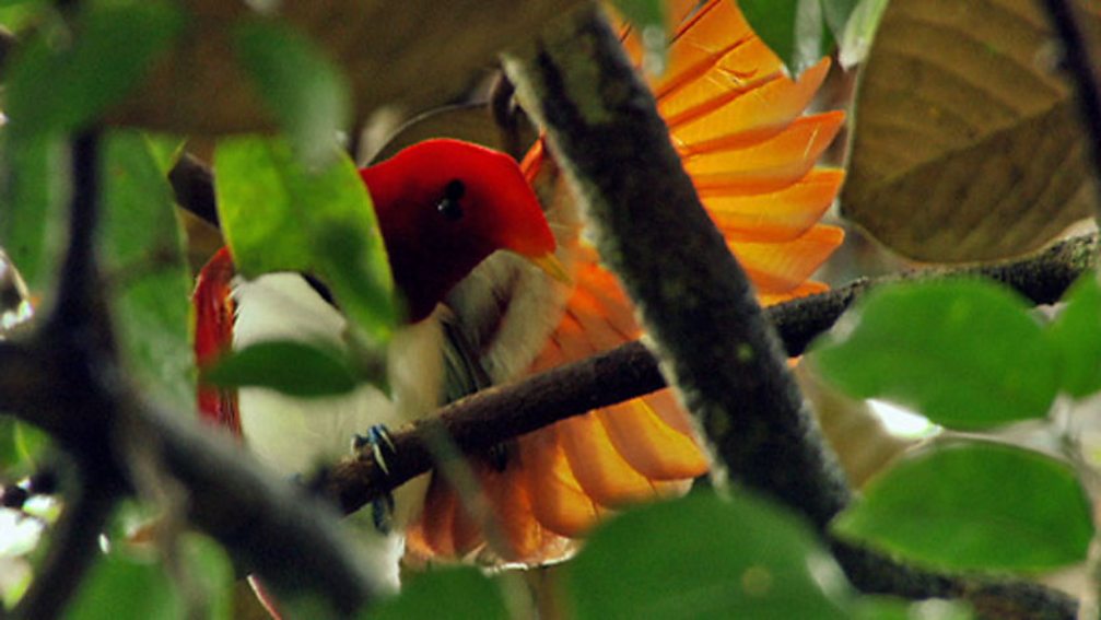 BBC One - Lost Land of the Volcano, Episode 3, Megapode birds
