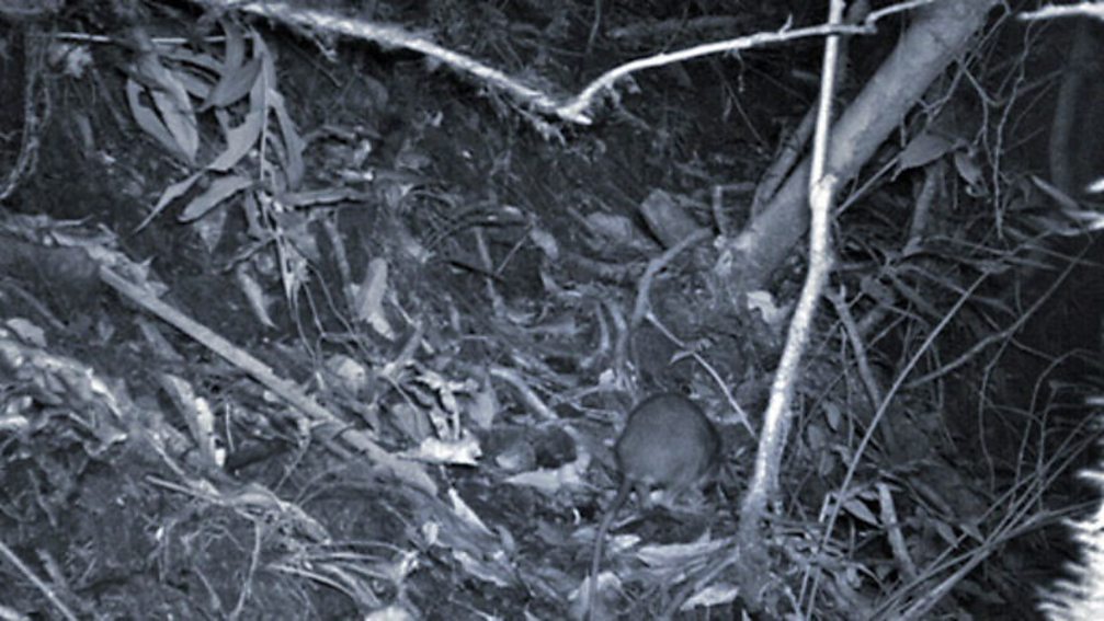 BBC One - Lost Land of the Volcano, Episode 3, Megapode birds
