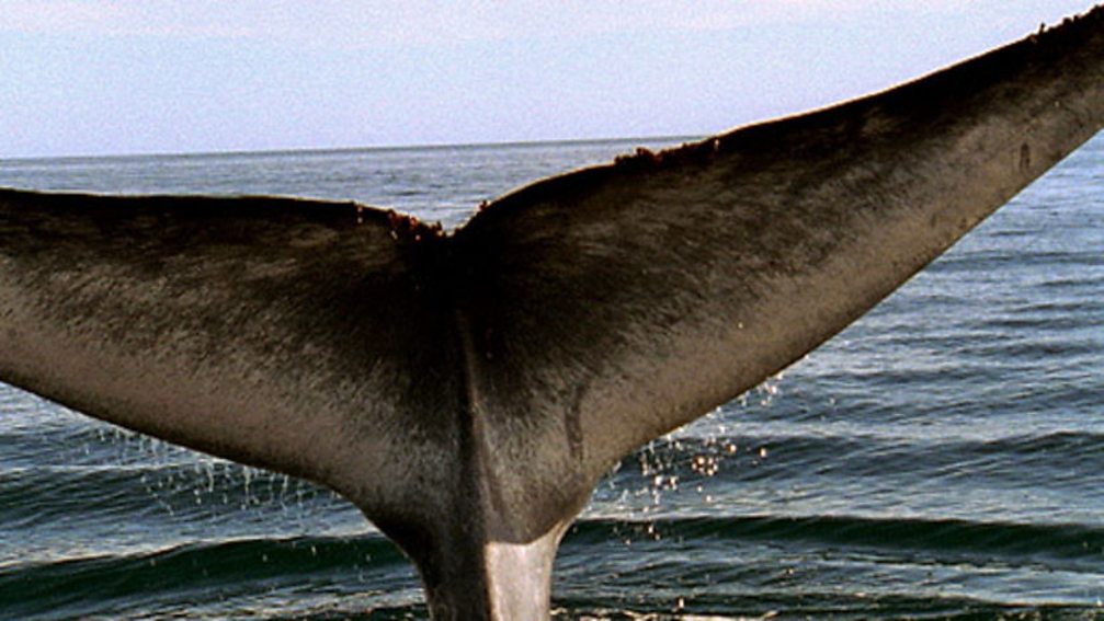 BBC One - The Blue Planet, Introduction, Blue whale breach