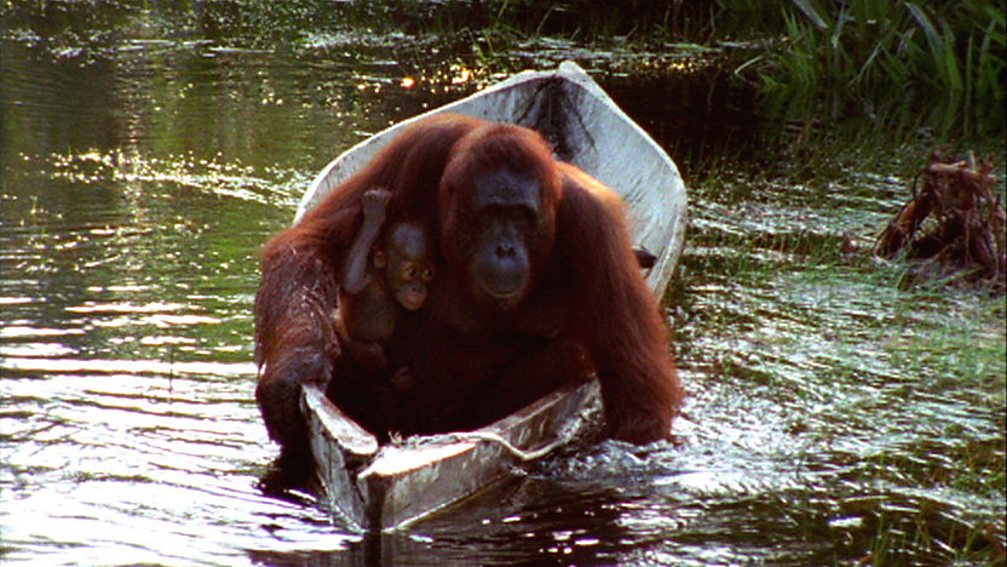 BBC One - The Life of Mammals, Food for Thought